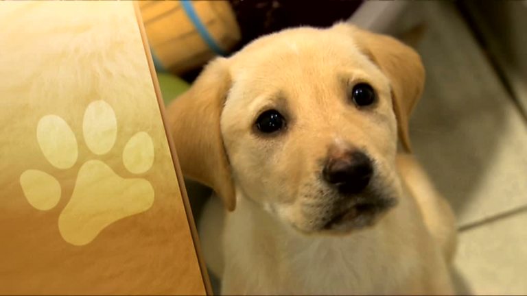 BBC One - In Dogs We Trust