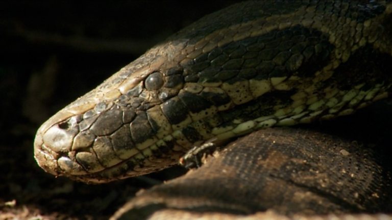 BBC One - Africa, Congo, A mother's love