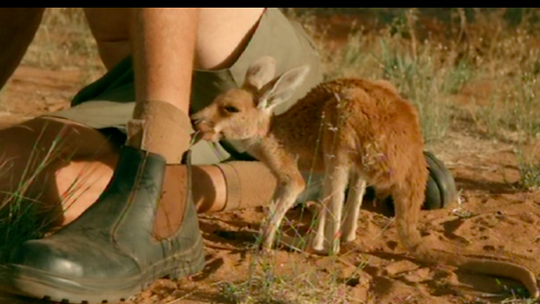 BBC Two - Natural World, 2012-2013, Kangaroo Dundee and Other Animals ...