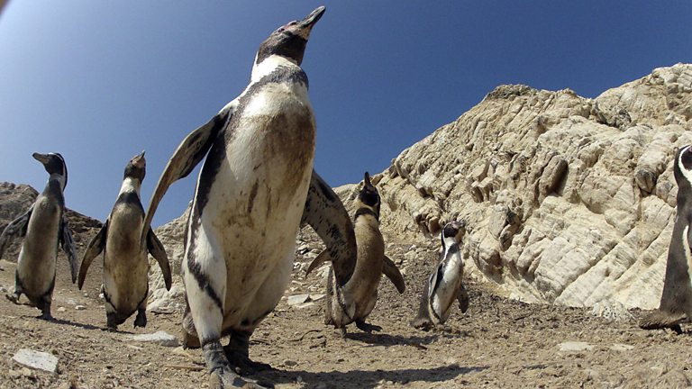 BBC One - Penguins - Spy in the Huddle