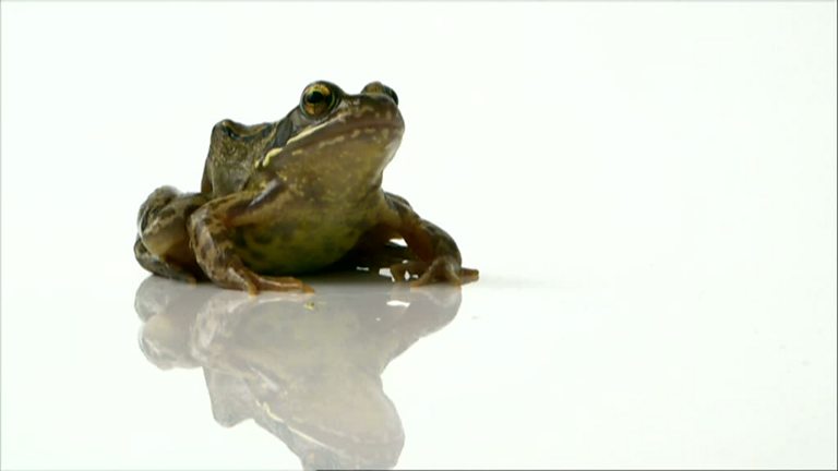 BBC Four - Metamorphosis: The Science of Change, How the tadpole turns ...