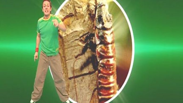 CBeebies - Boogie Beebies, Bug a Lug