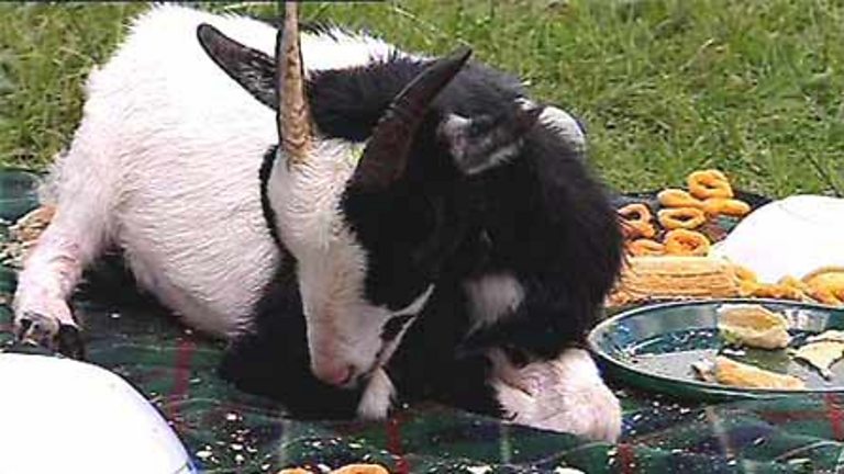 CBeebies - Big Barn Farm