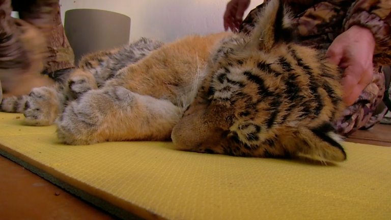 BBC Two - Operation Snow Tiger