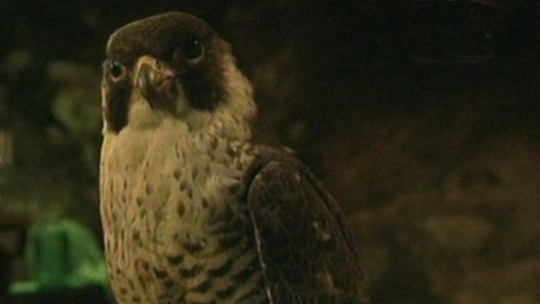 BBC Two - Key Stage Three Bitesize Revision, Science 1, The ...