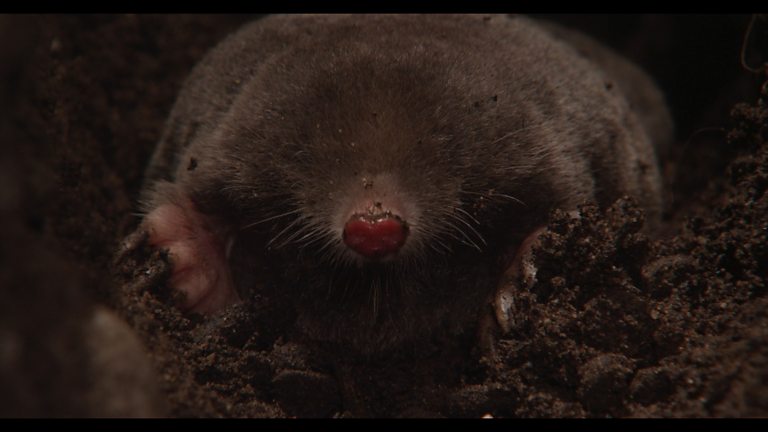 BBC Two - The Burrowers: Animals Underground