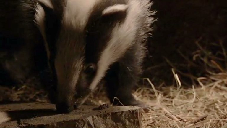 BBC Two - The Burrowers: Animals Underground, Anatomy of a badger sett