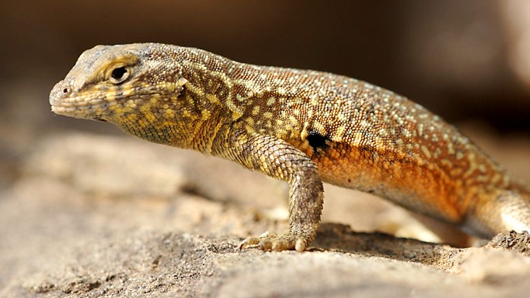 BBC One - Life in Cold Blood, Dragons of the Dry, Lizard evolution