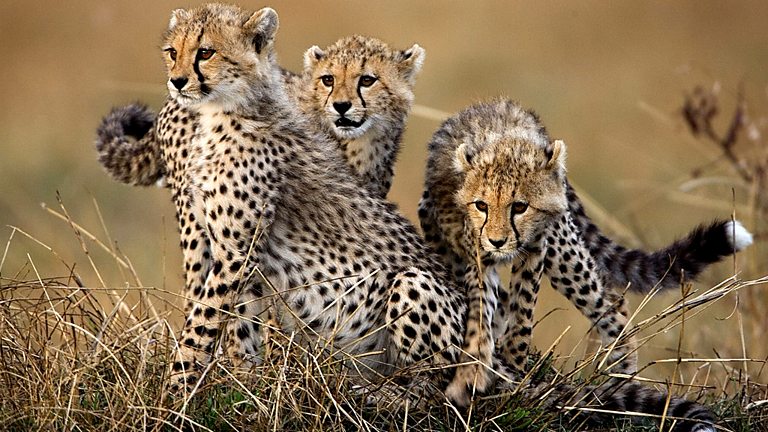 CBeebies - Little Big Cat - Episode guide