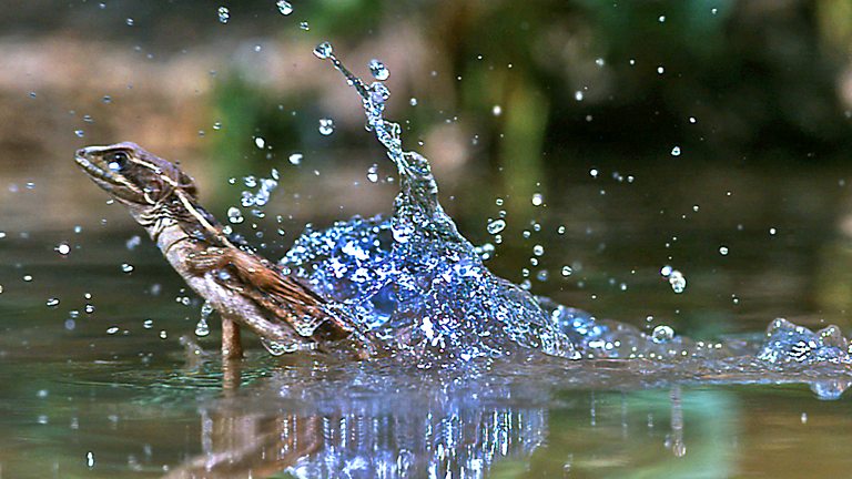 BBC One - Life, Reptiles and Amphibians, Floating lizard