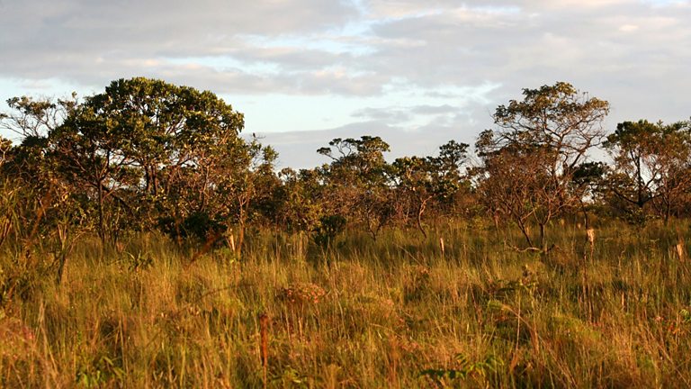 BBC - Tropical and subtropical grasslands, savannas, and shrublands