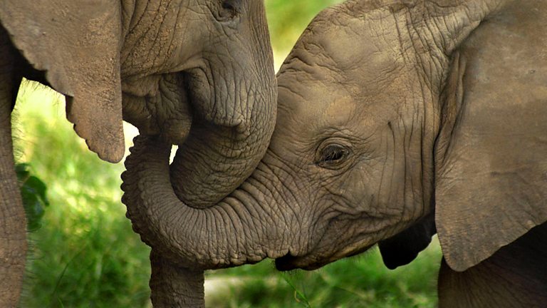 BBC One - The Secret Life of Elephants, Episode 1, Elephant funeral