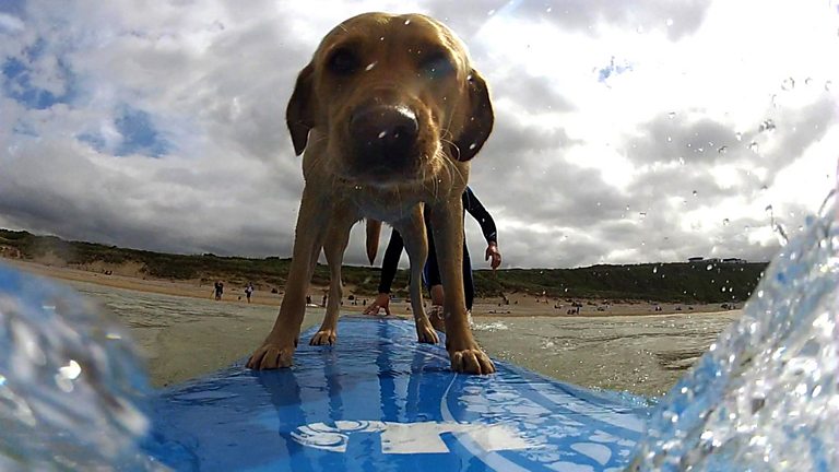 CBBC - Who Let the Dogs Out and About? - Episode guide