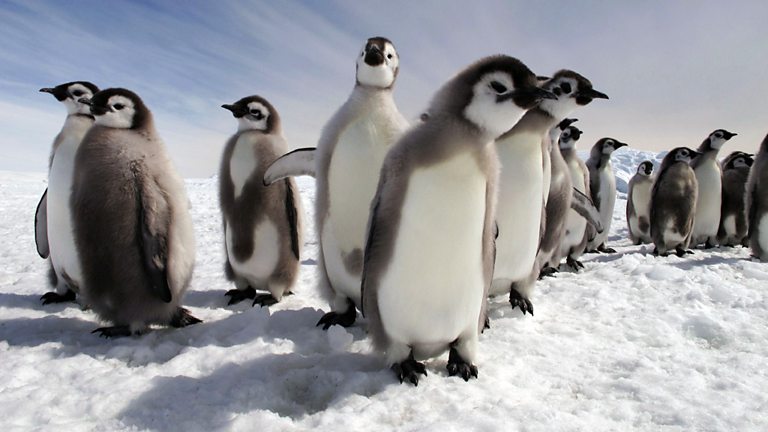 BBC One - Penguins - Spy in the Huddle, Growing Up, Emperor chicks get ...