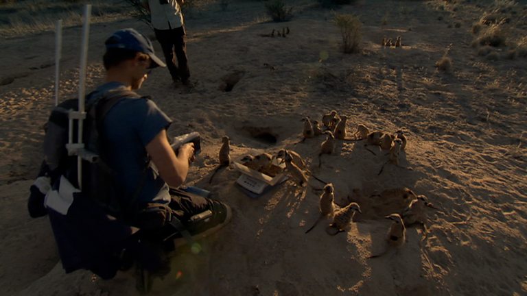 BBC Two - Natural World, 2013-2014, Meerkats: Secrets of an Animal ...