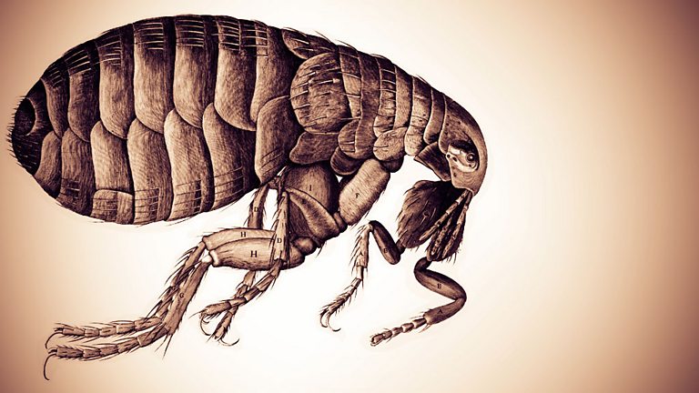 BBC Radio 4 - Drama on 4, The Flea, The Flea