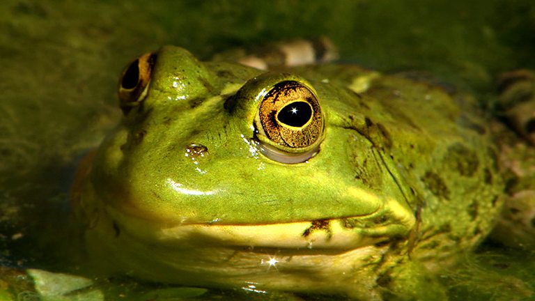 BBC Two - Wonders of Nature, Frogs - Diversity, Frogs in their habitat ...