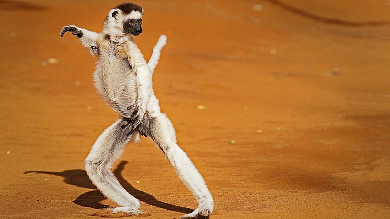 BBC Two - Madagascar