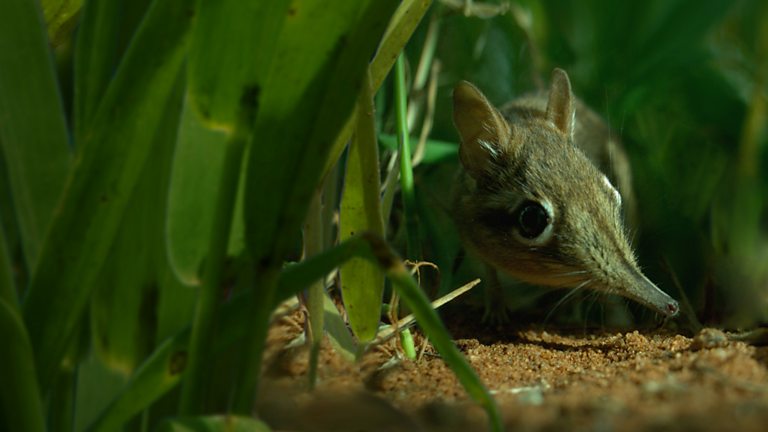 BBC One - Hidden Kingdoms - Grasshopper mouse