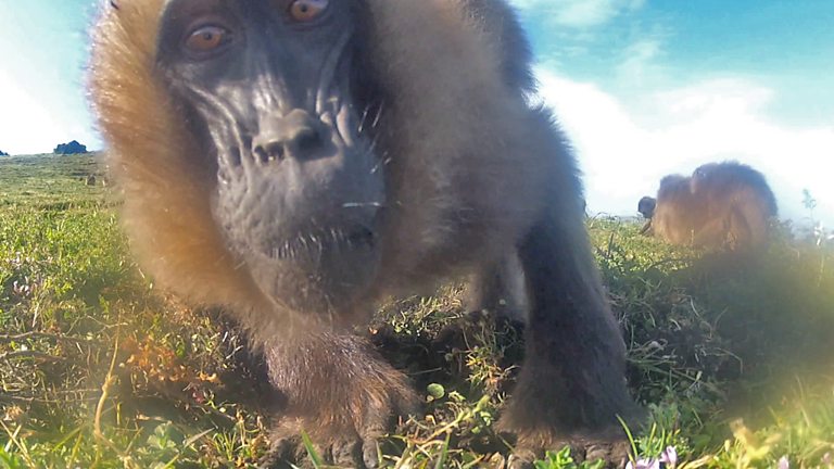 BBC One - Monkey Planet, Monkey Planet trailer