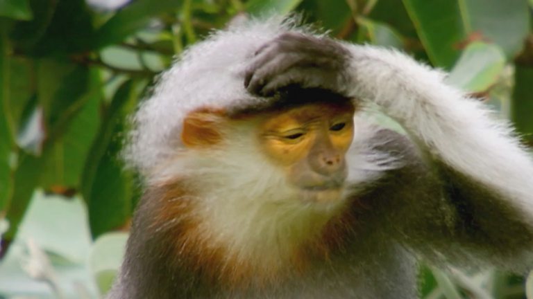 BBC One - Monkey Planet