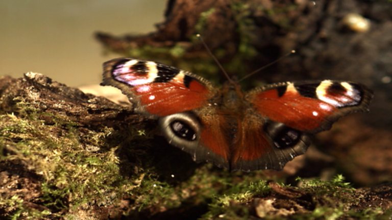 BBC Radio 4 - Natural Histories, Butterflies - Nine fluttery facts ...