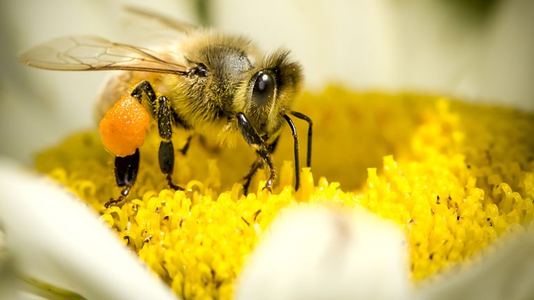 BBC Two - Hive Alive