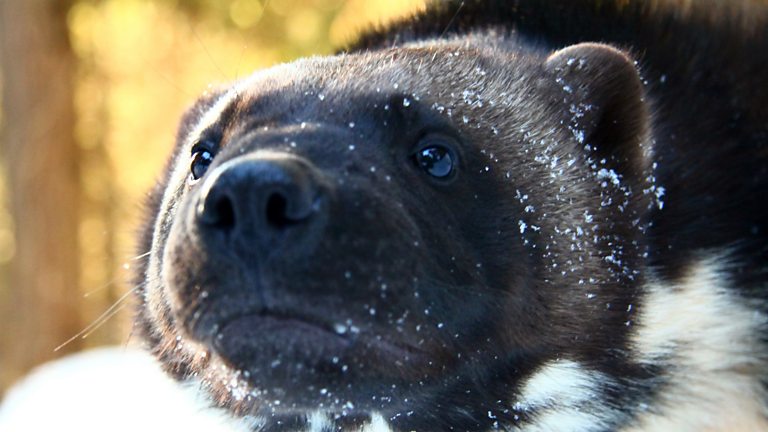 BBC Two - Super Senses: The Secret Power of Animals - The senses