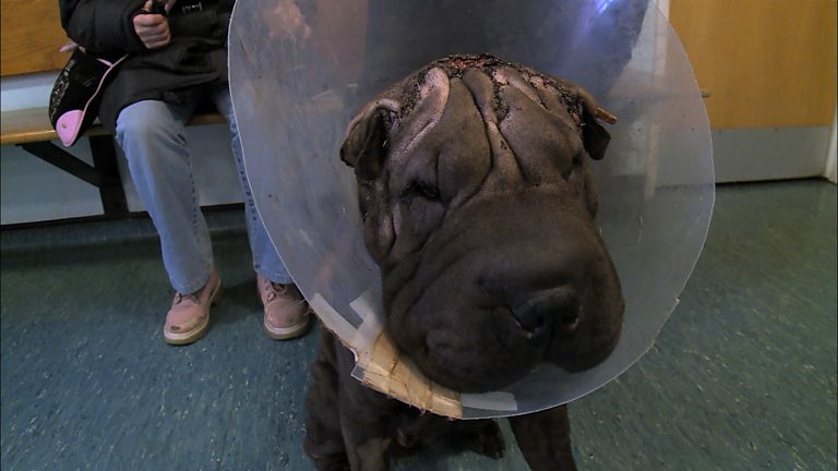 BBC Two - Young Vets