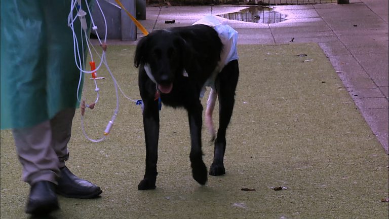 BBC Two - Young Vets