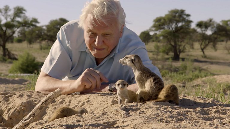 BBC Four - Life Story, First Steps, David Attenborough meets baby meerkats