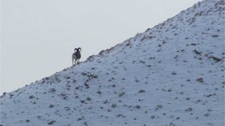 BBC Two - Wild China, Tibet, Hot spring snakes