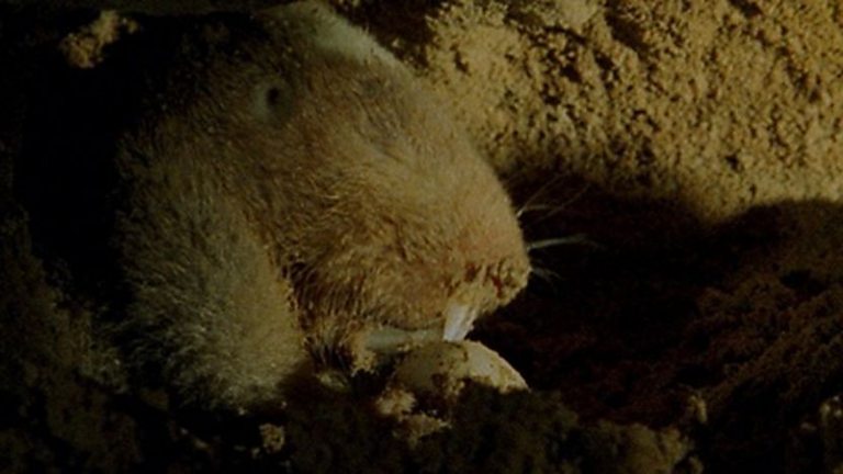 BBC Two - Wild Africa, Deserts, Damara mole rats