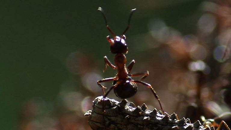 BBC One - Life in the Undergrowth, Supersocieties, Swimming ants
