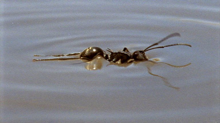 BBC One - Life in the Undergrowth, Supersocieties, Swimming ants