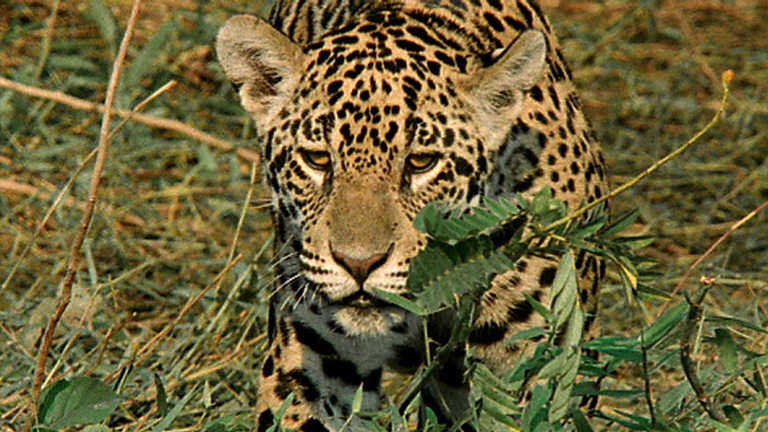 BBC Two - Andes to Amazon, Amazon Jungle, Amazon wildlife