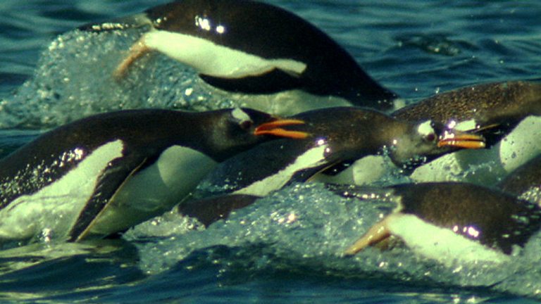 BBC Two - Andes to Amazon, Penguins Shores, Desert penguins