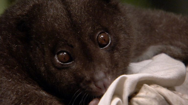BBC One - Lost Land of the Volcano, Episode 3, Megapode birds