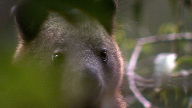 BBC One - Lost Land of the Volcano, Episode 3, Megapode birds