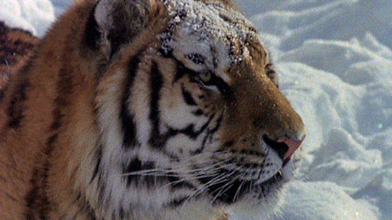 BBC One - The Life of Mammals, Meat Eaters