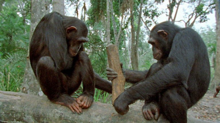 BBC One - The Life of Mammals, Food for Thought