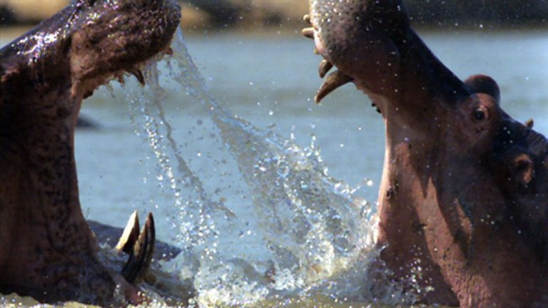 BBC One - Life, Challenges of Life, Mud-ringing