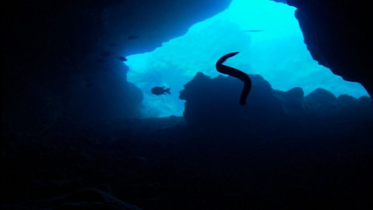 BBC One - Life, Reptiles and Amphibians, Floating lizard