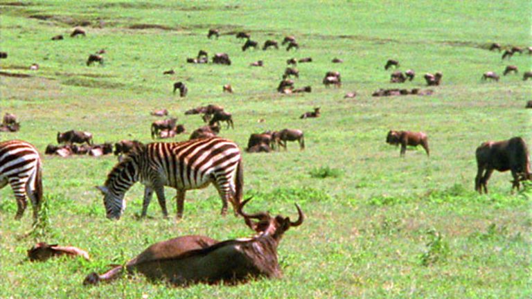 BBC One - The Life of Mammals, A Winning Design, Mammal success