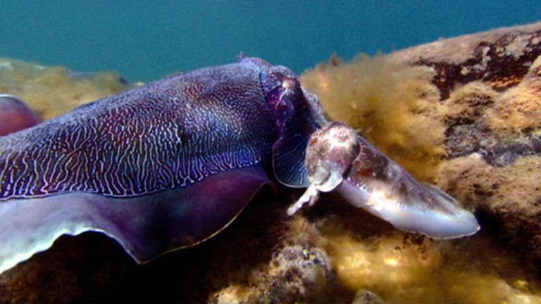 BBC One - Life, Creatures of the Deep