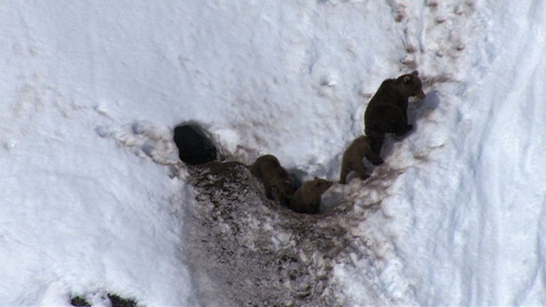 BBC One - Nature's Great Events, The Great Melt, Narwhal - The Arctic ...