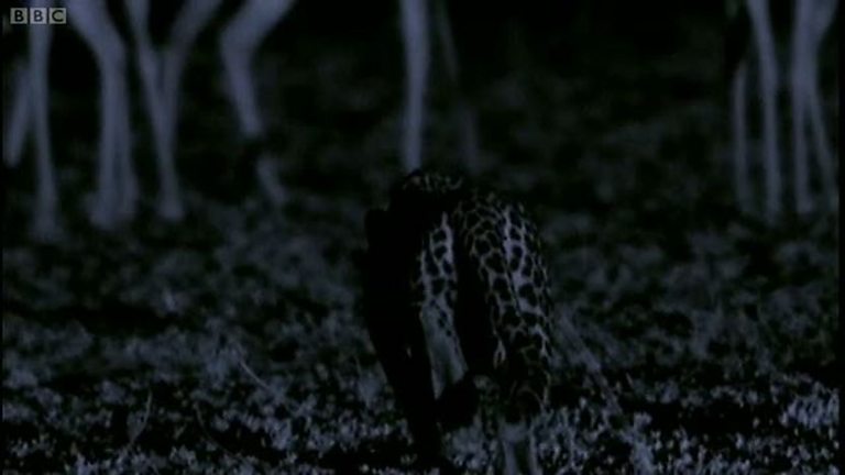 BBC One - The Life of Mammals, Meat Eaters