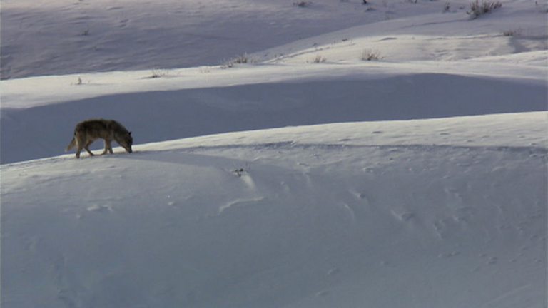 BBC Two - Yellowstone