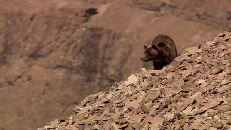 BBC Two - Yellowstone