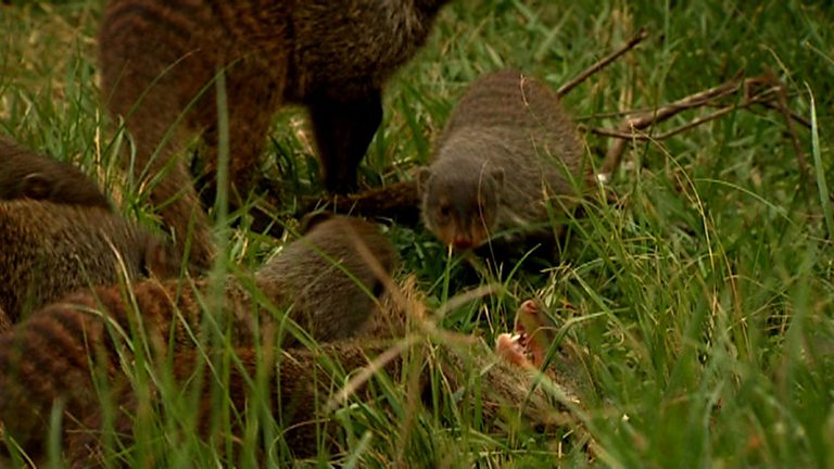 BBC Two - Banded Brothers, Episode 1, Mongoose spa